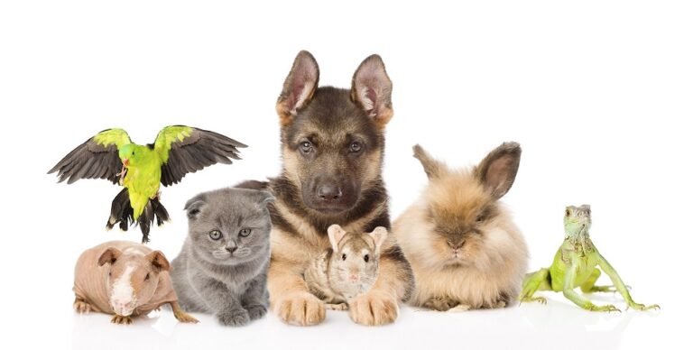 You Must Know : All The Best Pet Care